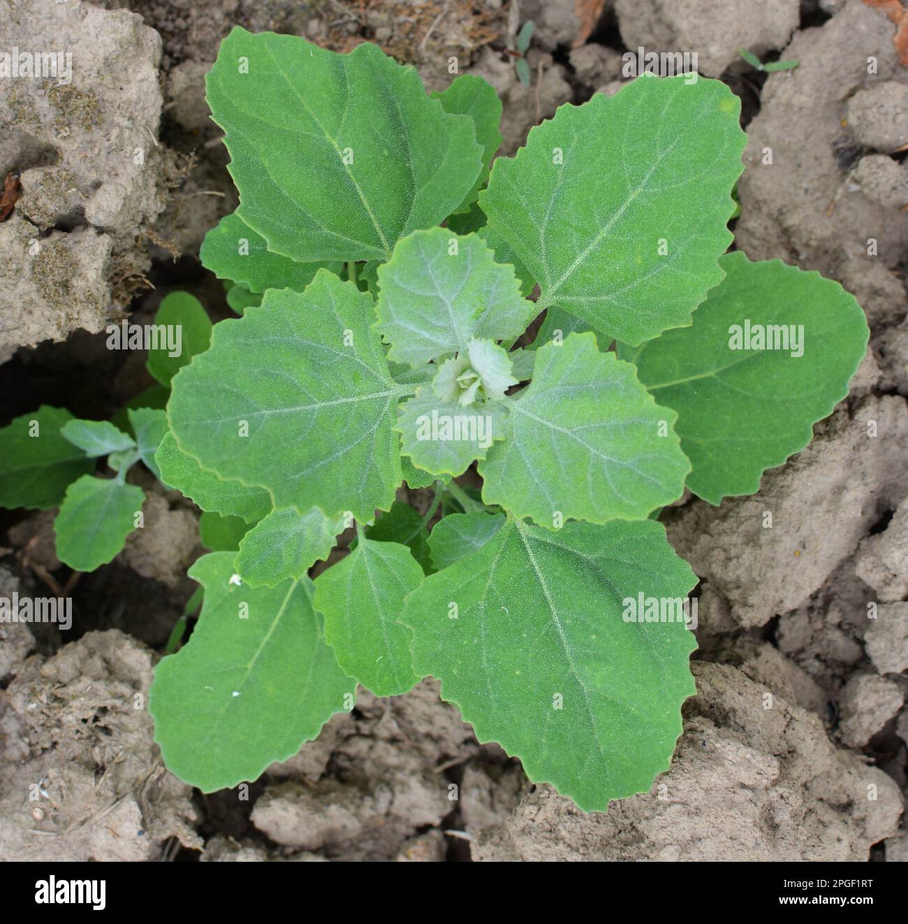 In nature, the field grows a fat hen (Chenopodium album Stock Photo - Alamy