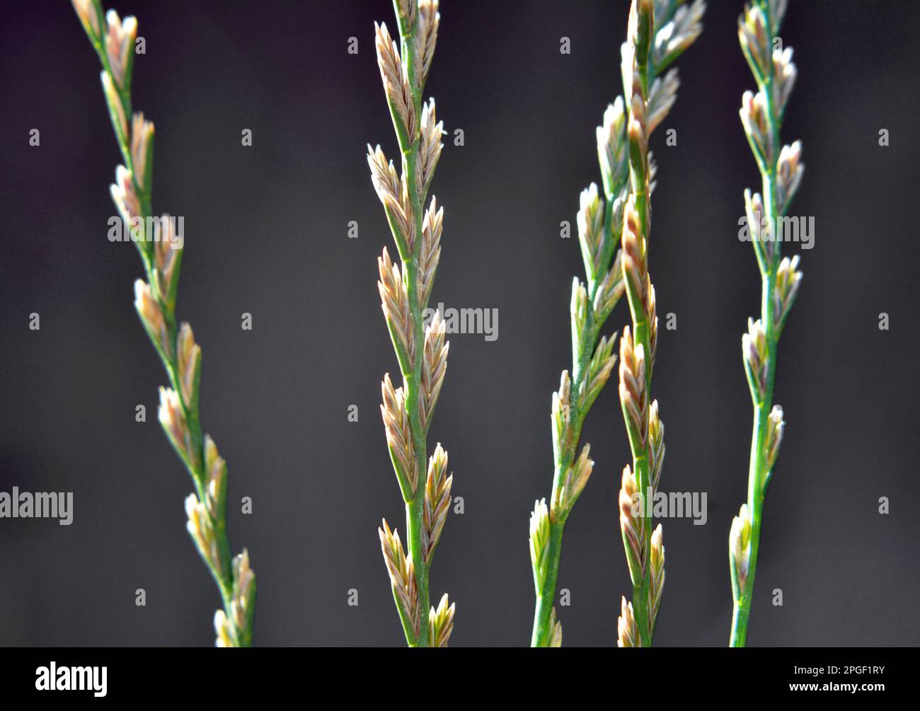 In the wild in the meadow grows forage grass ryegrass (Lolium Stock ...