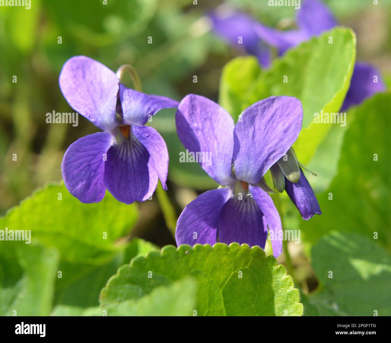In spring in the wild forest violet (Viola odorata) grows Stock Photo ...