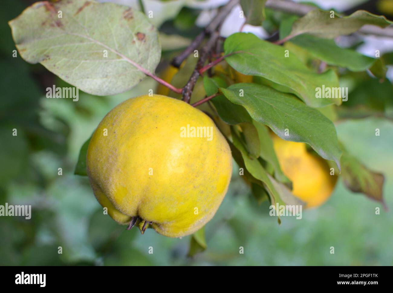 Quince (Cydonia oblonga) fruits ripen on the branch of the bush Stock ...