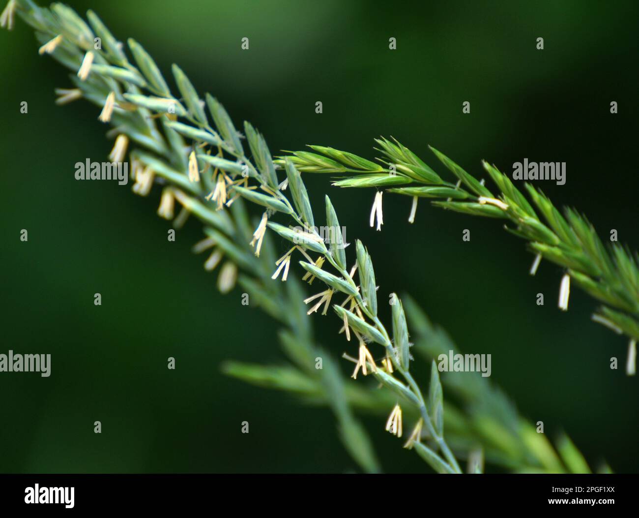 In the meadow, in the wild grows grass and weeds Elymus repens Stock ...
