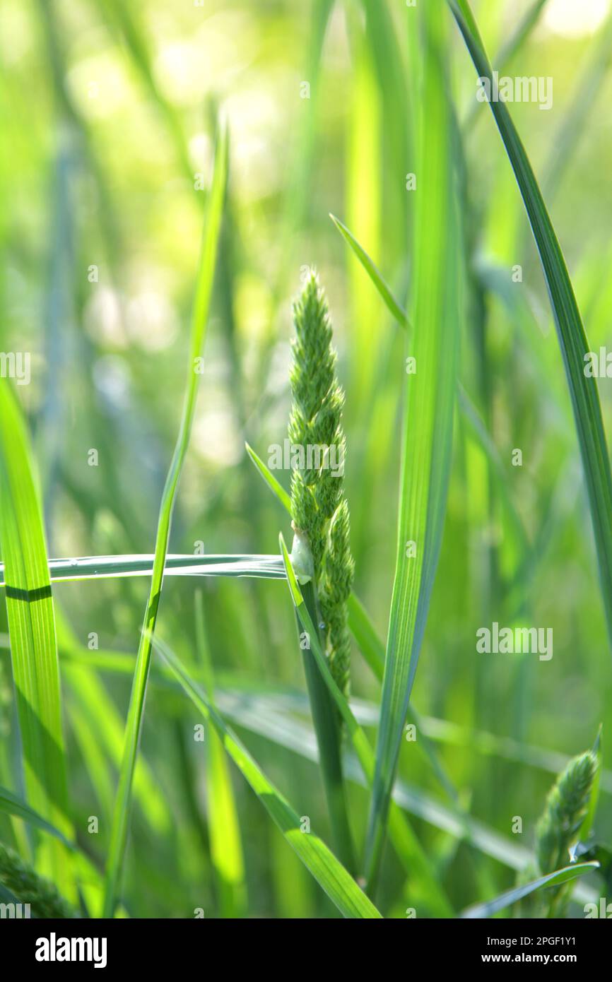 Valuable forage grass Dactylis glomerata grows in nature Stock Photo ...