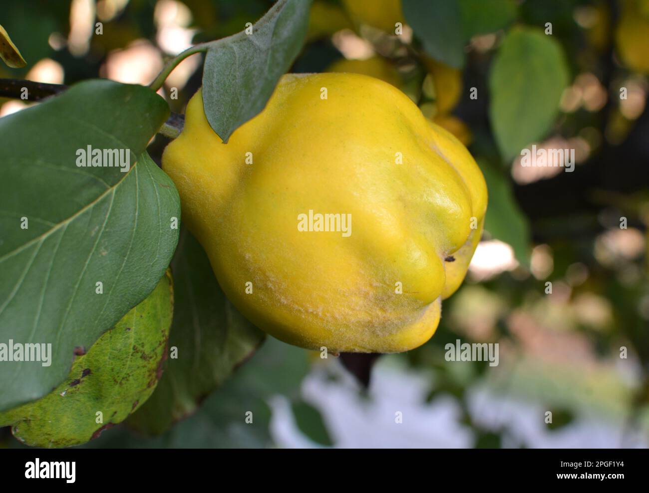 Quince (Cydonia oblonga) fruits ripen on the branch of the bush Stock ...