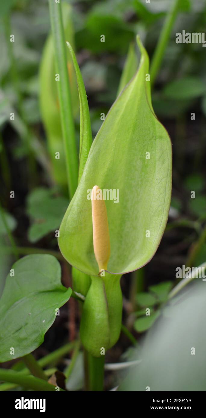Arum besserianum in spring blooms in the wild in the forest Stock Photo ...