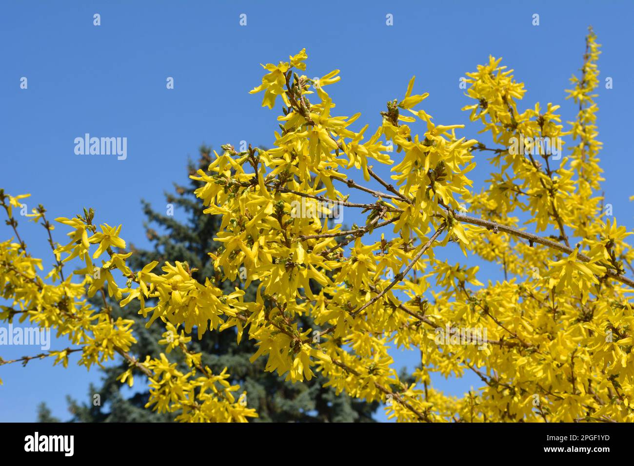 Bright yellow blooming forsythia hi-res stock photography and images ...