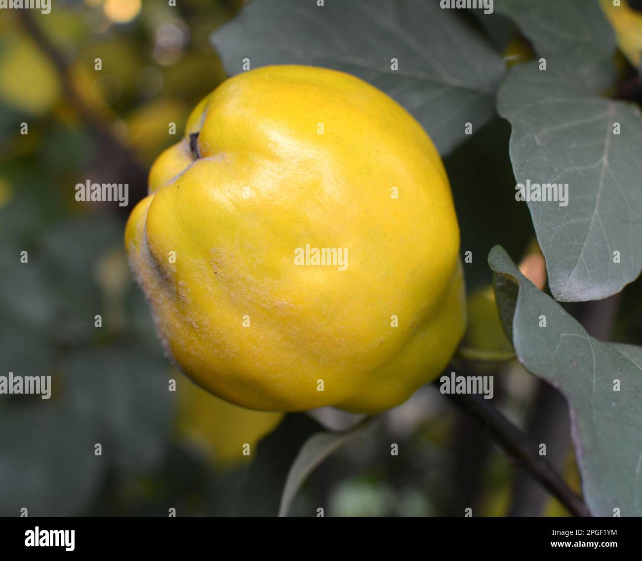 Quince (Cydonia oblonga) fruits ripen on the branch of the bush Stock ...