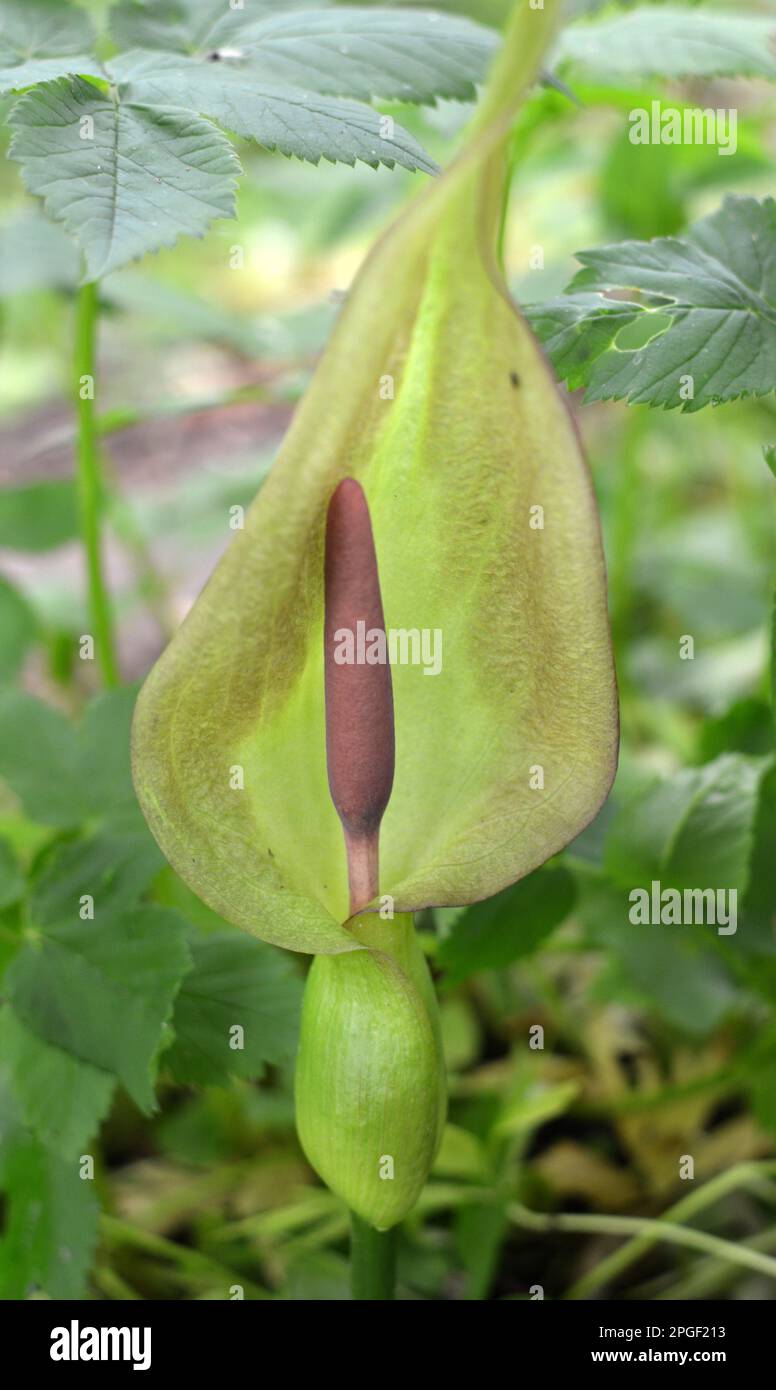 Botany arum hi-res stock photography and images - Alamy