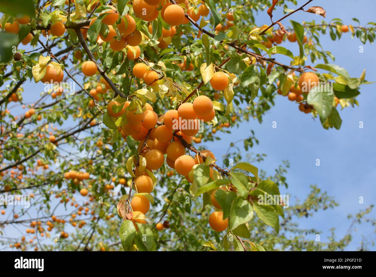 On the branches of the tree ripen fruits of cherry-plum (Prunus ...