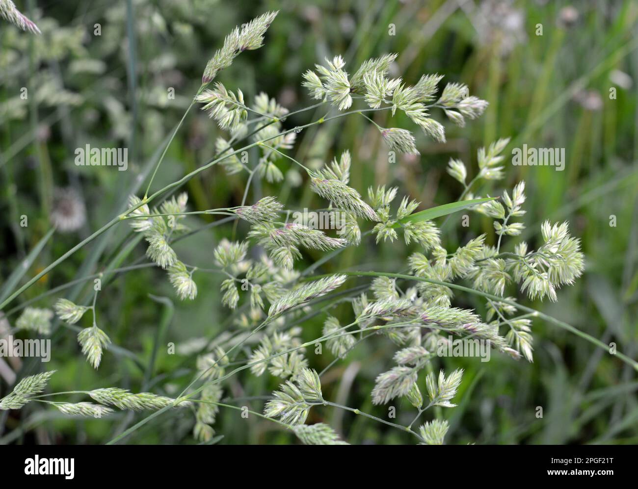 Valuable forage grass Dactylis glomerata grows in nature Stock Photo ...