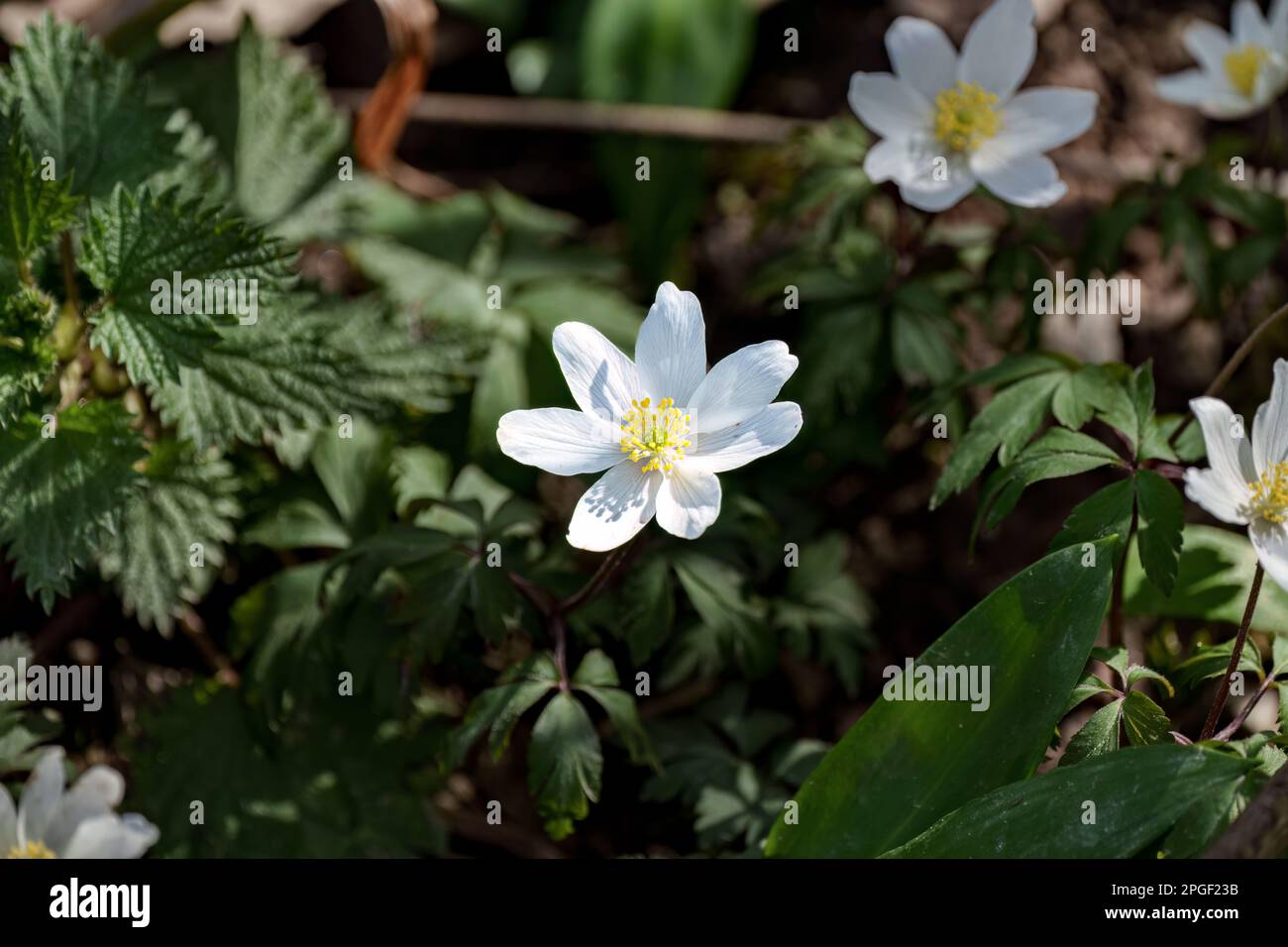 beautiful Spring flowers in forest - wood anemone, Anemone nemorosa ...