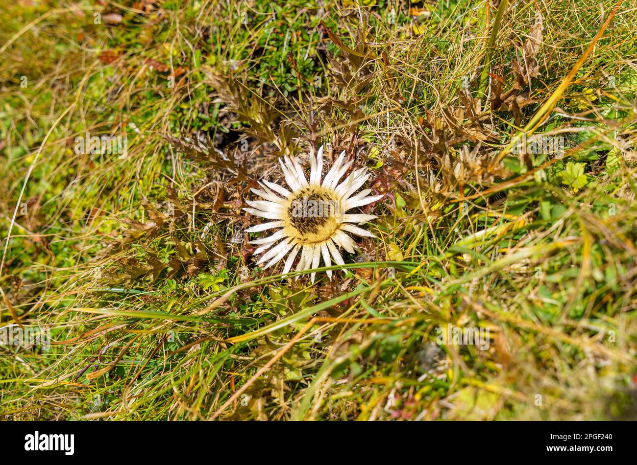 Silberdistel in italy, south-tirol at the dolomites Stock Photo - Alamy