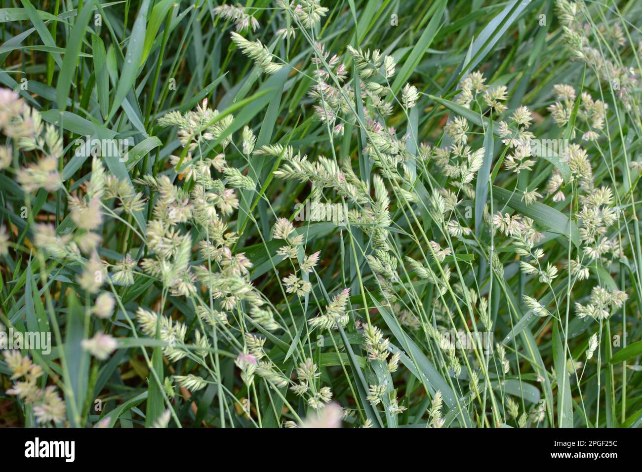 Valuable forage grass Dactylis glomerata grows in nature Stock Photo ...