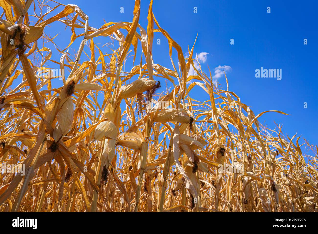 Dried corn maize field, blue cloudy sky. Cornfield rural landscape ...
