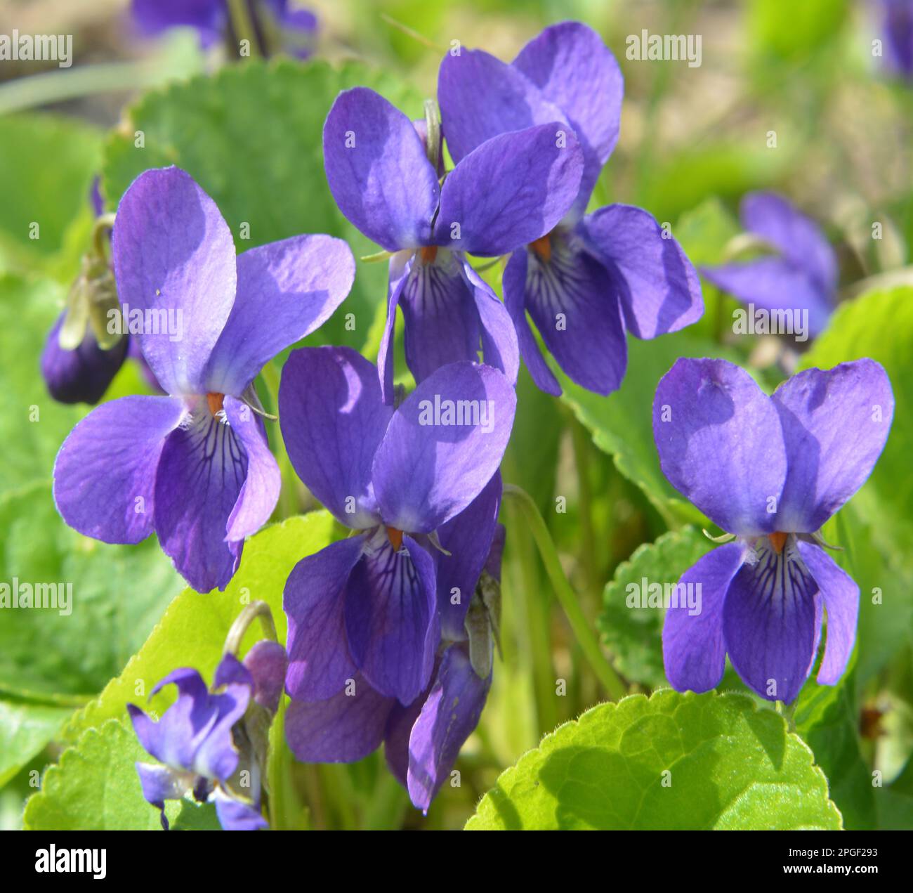 In spring in the wild forest violet (Viola odorata) grows Stock Photo ...