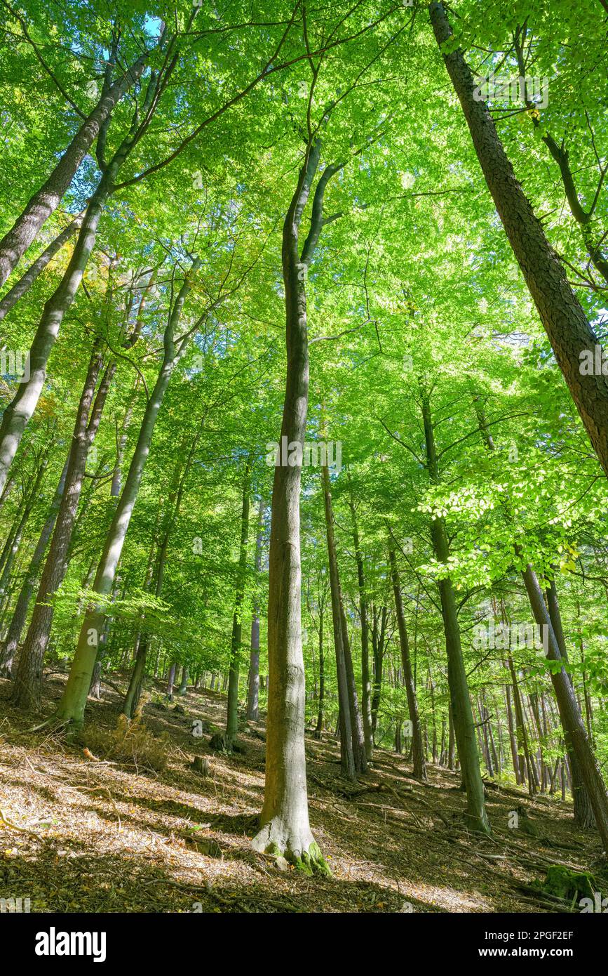 Natural Beech Tree Forest illuminated by Sunbeams, sustainability Stock ...