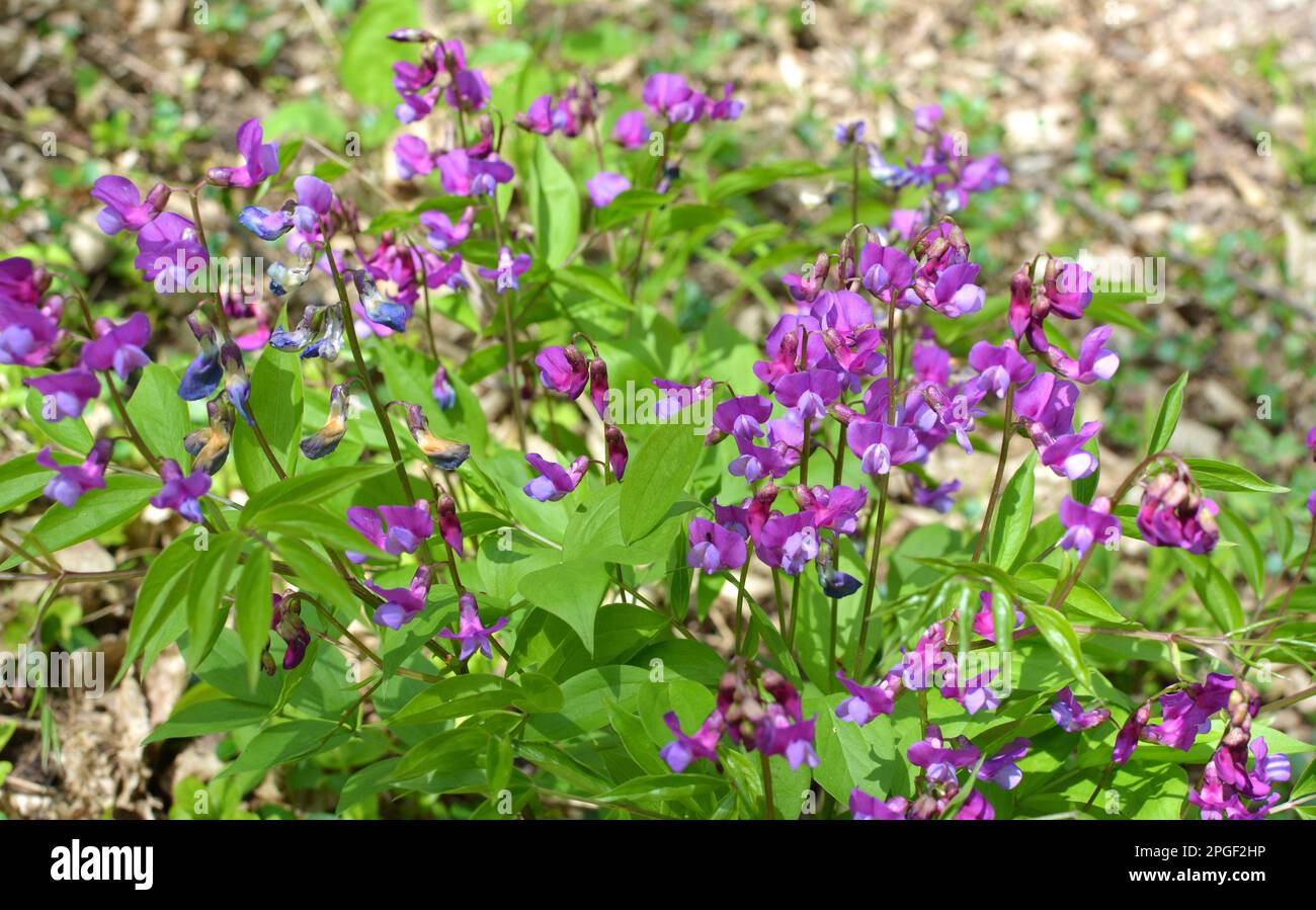 Spring in the wild in the forest blooms Lathyrus vernus Stock Photo - Alamy