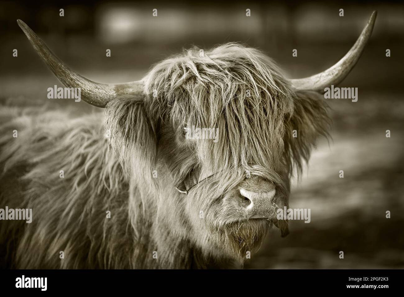 Hochlandrind hi-res stock photography and images - Alamy