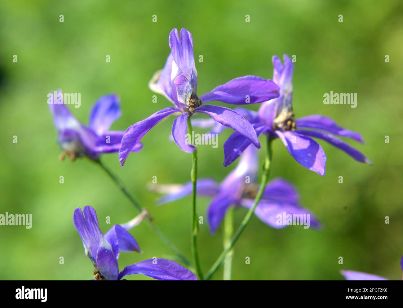Consolida regalis blooms in the field among crops Stock Photo - Alamy