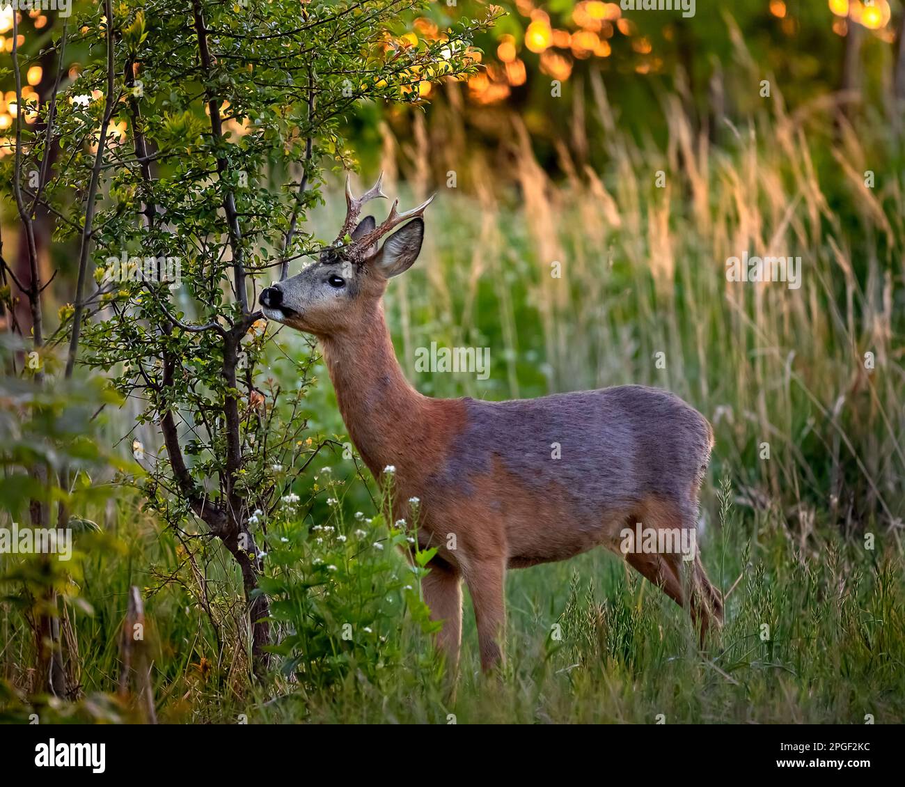 Rehbock am Fegebaum Stock Photo - Alamy