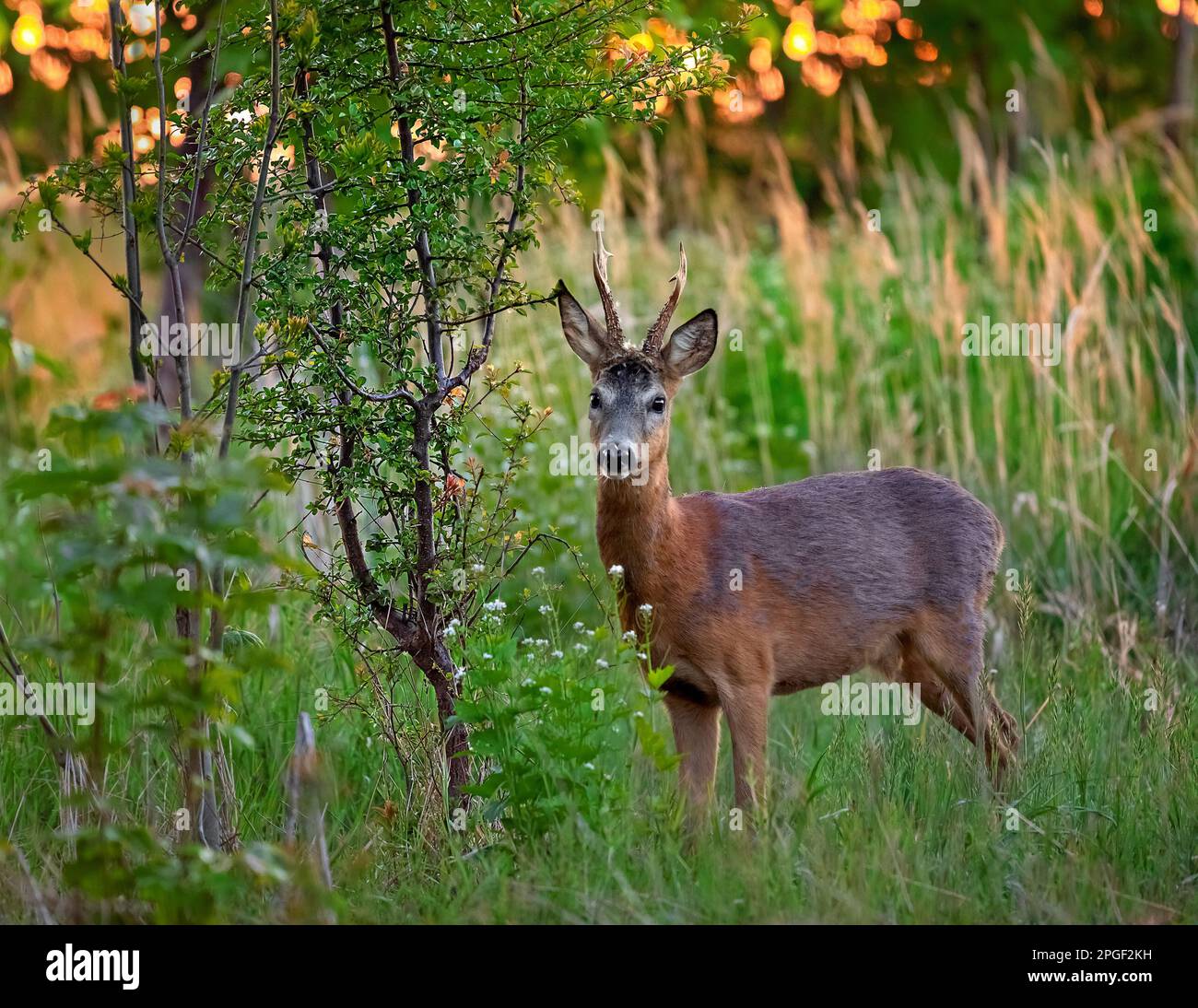 Rehbock am Fegebaum Stock Photo - Alamy