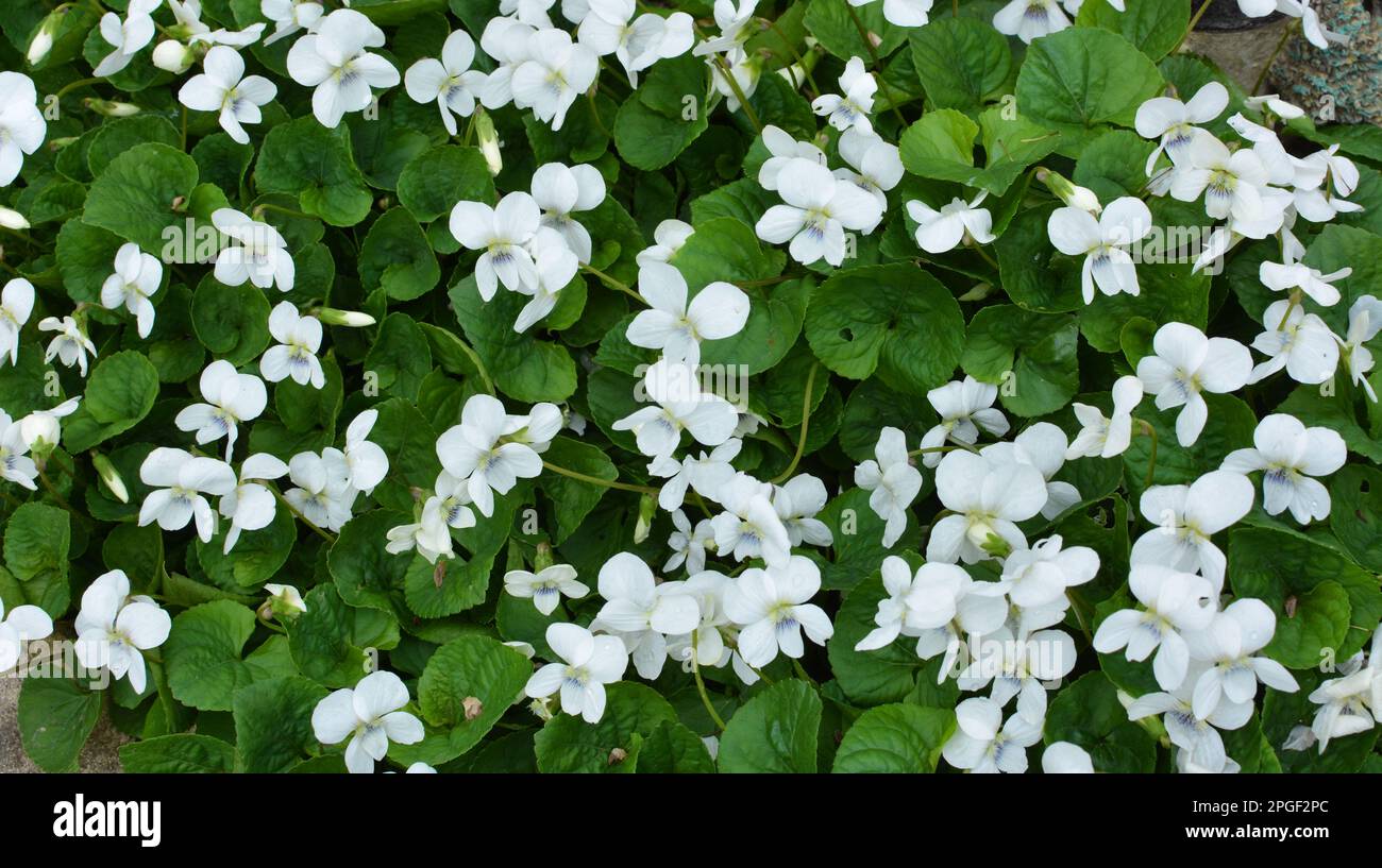 Violets bloom hi-res stock photography and images - Alamy