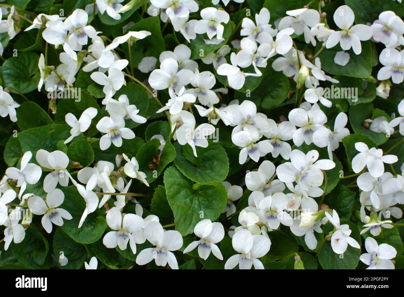 In spring, white violets bloom on the flower bed Stock Photo - Alamy