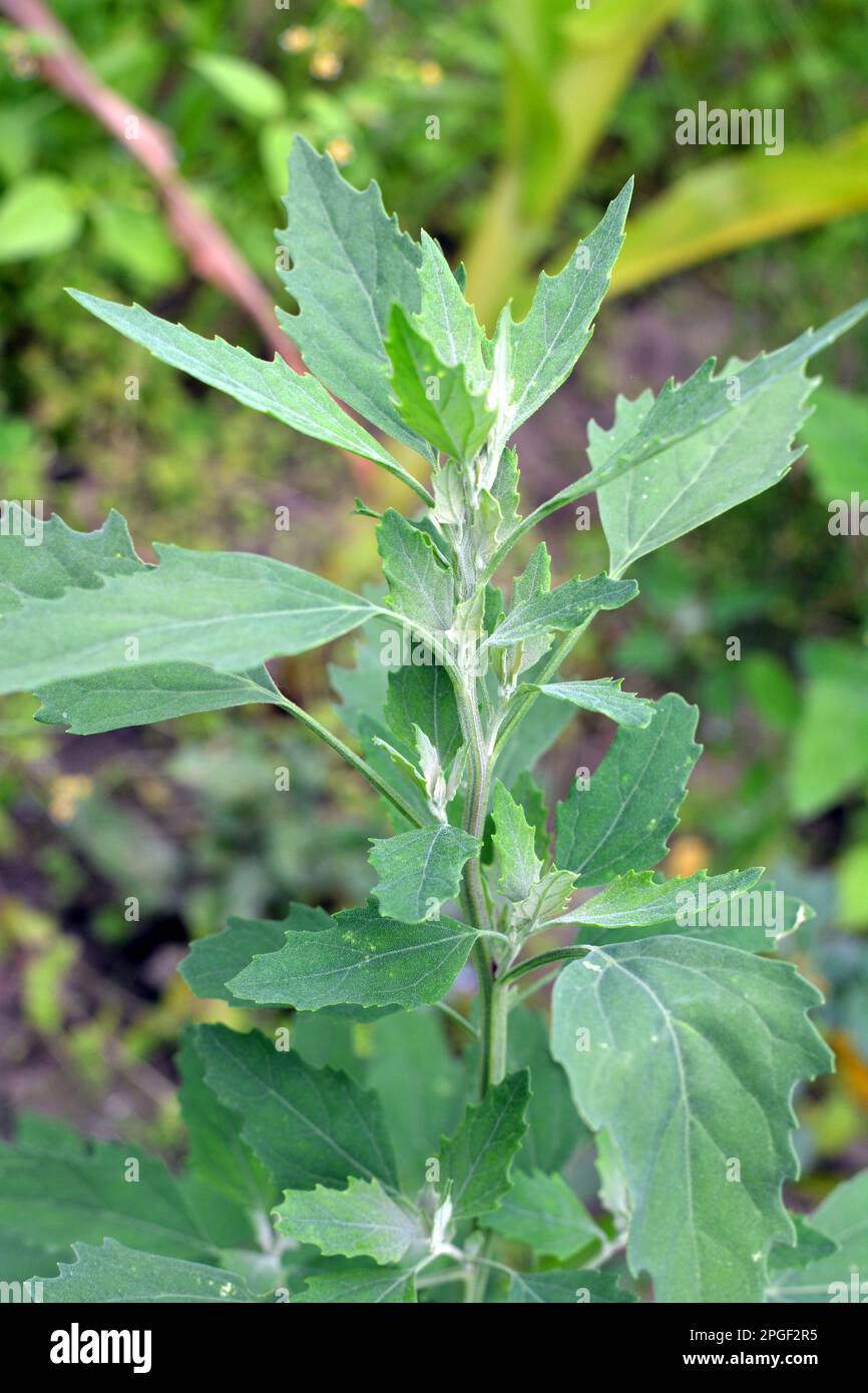 In nature, the field grows a fat hen (Chenopodium album Stock Photo - Alamy