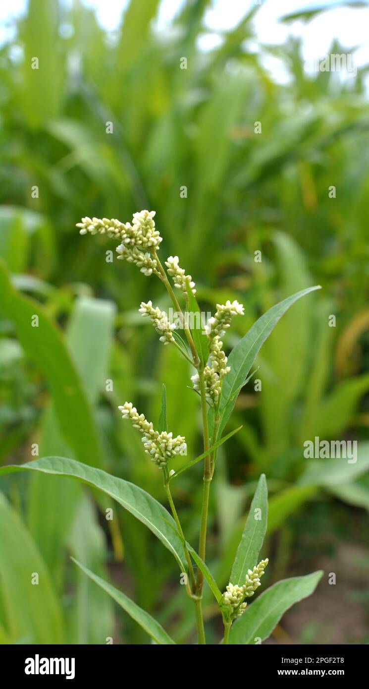 Weed Persicaria lapathifolia grows in a field among agricultural crops ...