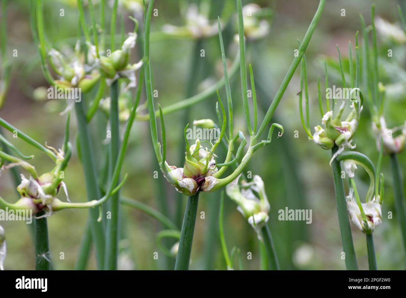 In the garden grows multi-tiered onion with air bulbs Stock Photo - Alamy