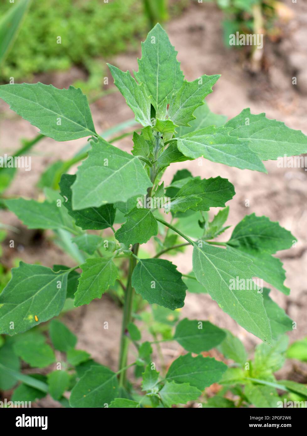 In nature, the field grows a fat hen (Chenopodium album Stock Photo - Alamy