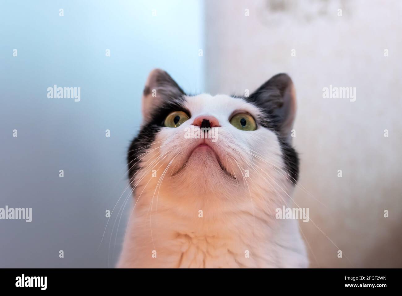 Surprised white cat home hi-res stock photography and images - Alamy