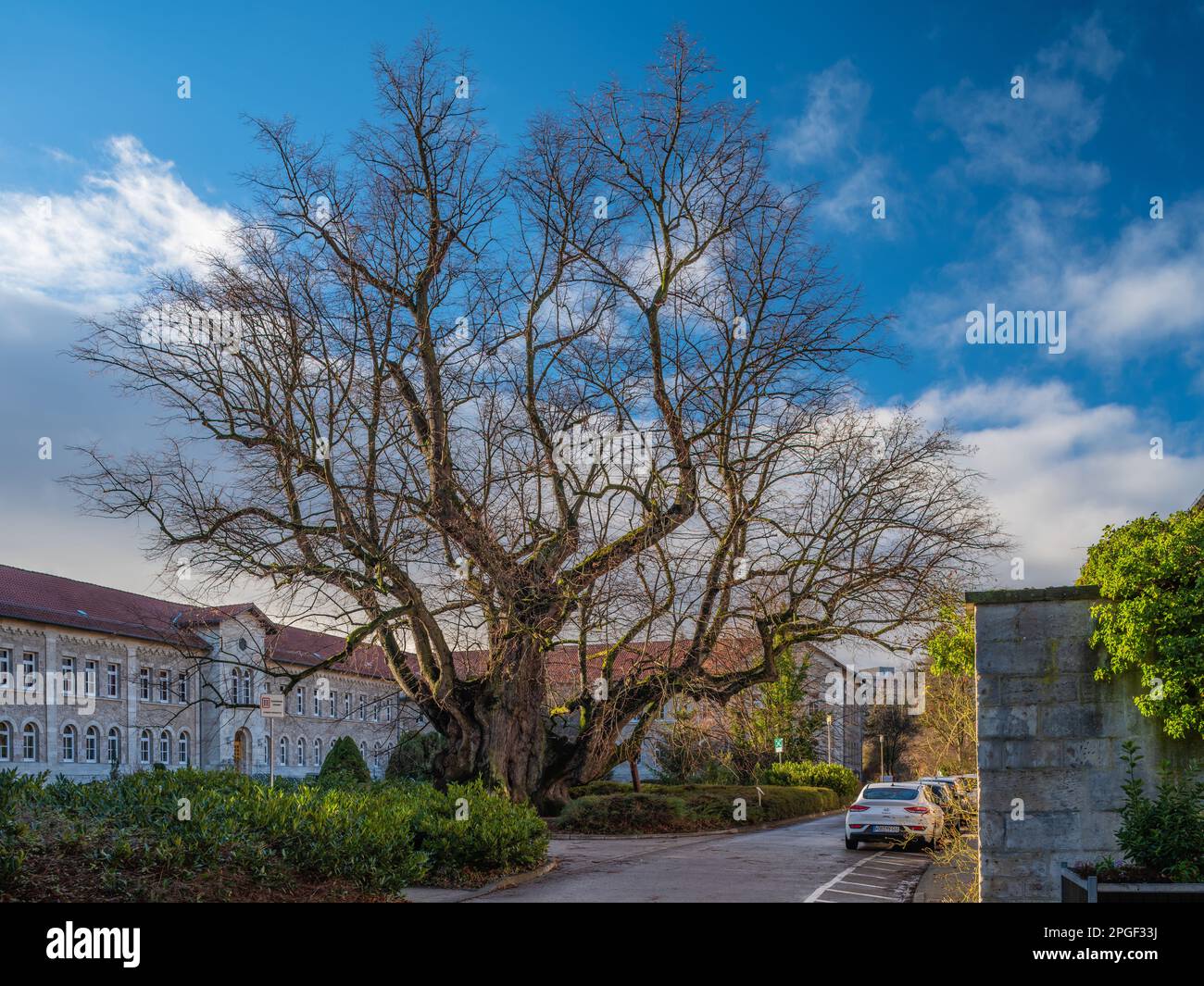 Linden tree that was planted in 1135 and is therefore 889 years old at ...