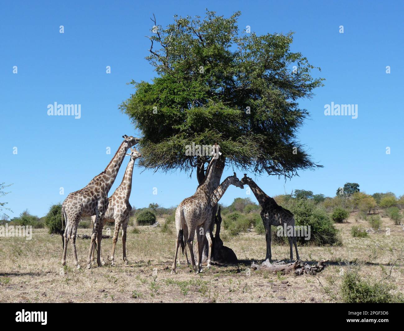 A group of giraffes standing in a field feeding on the leaves of a tall ...