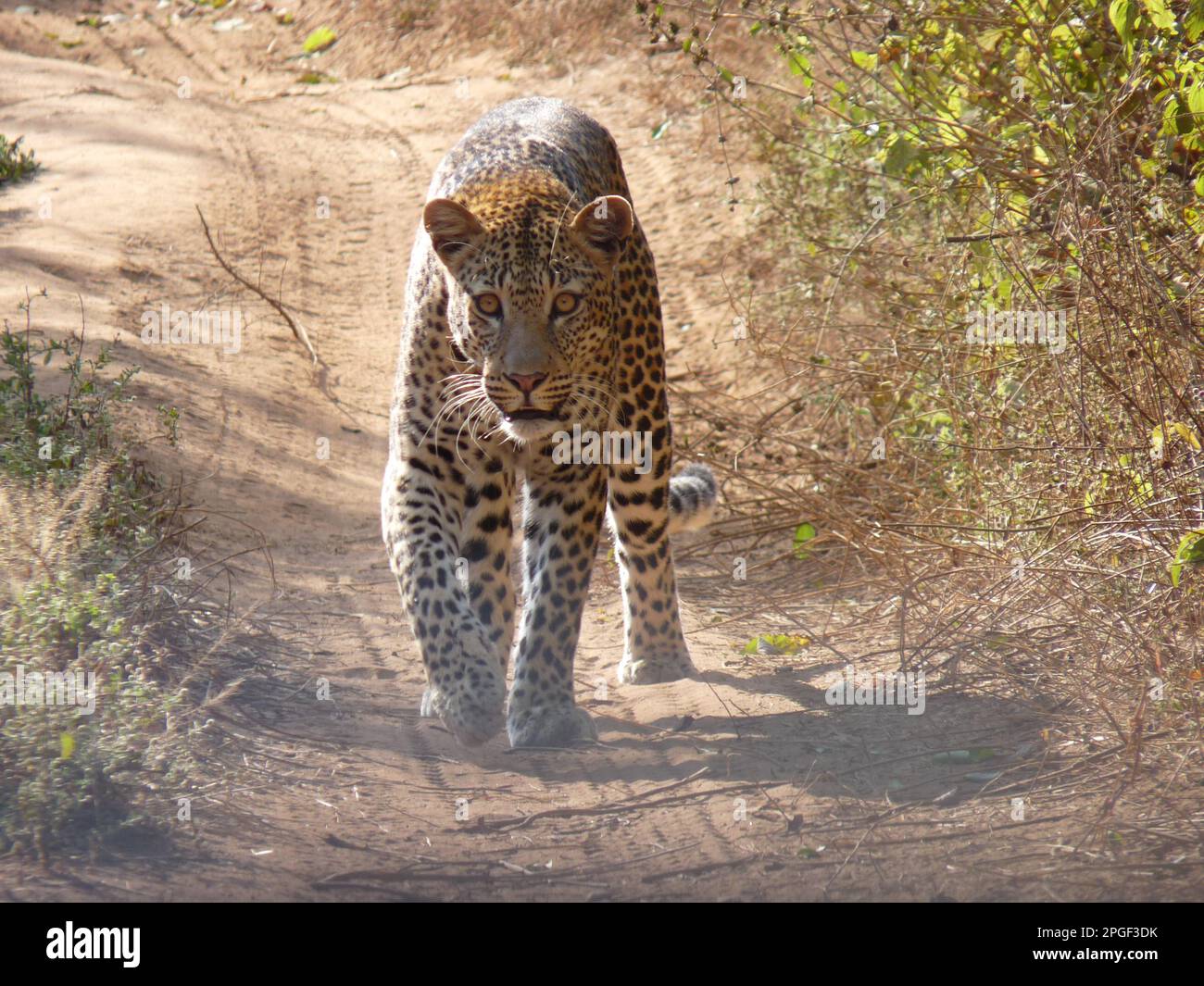 A beautiful leopard walking along a dirt path in its natural habitat ...