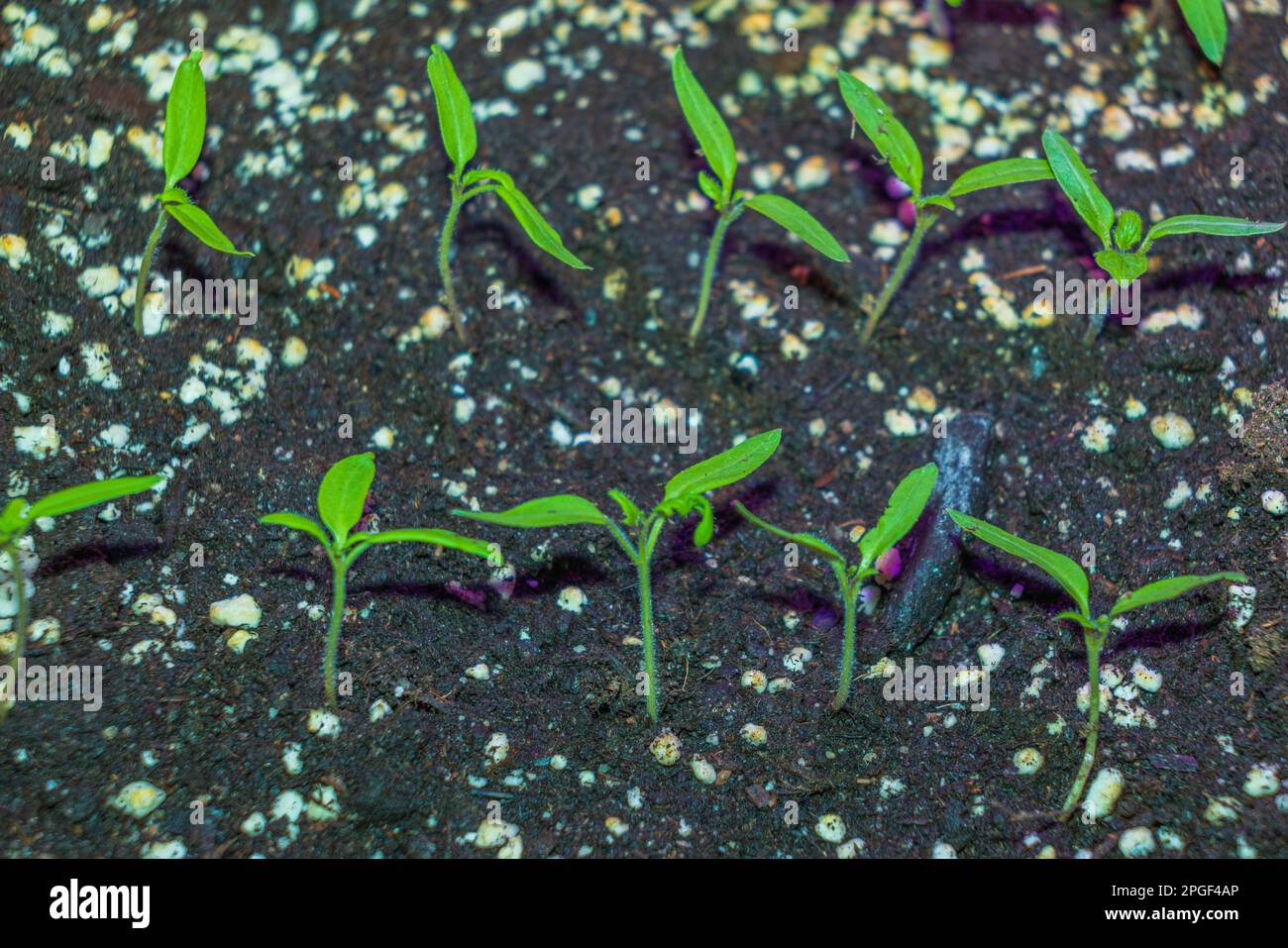 Close-up view of germination of cucumber seeds for planting Stock Photo ...