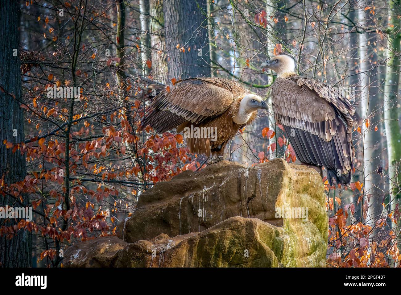 Two vultures on rock hi-res stock photography and images - Alamy