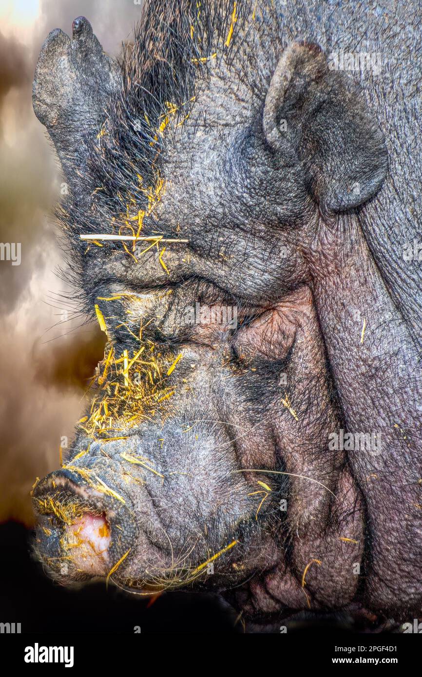 vertical portrait of a pot bellied pig Stock Photo - Alamy