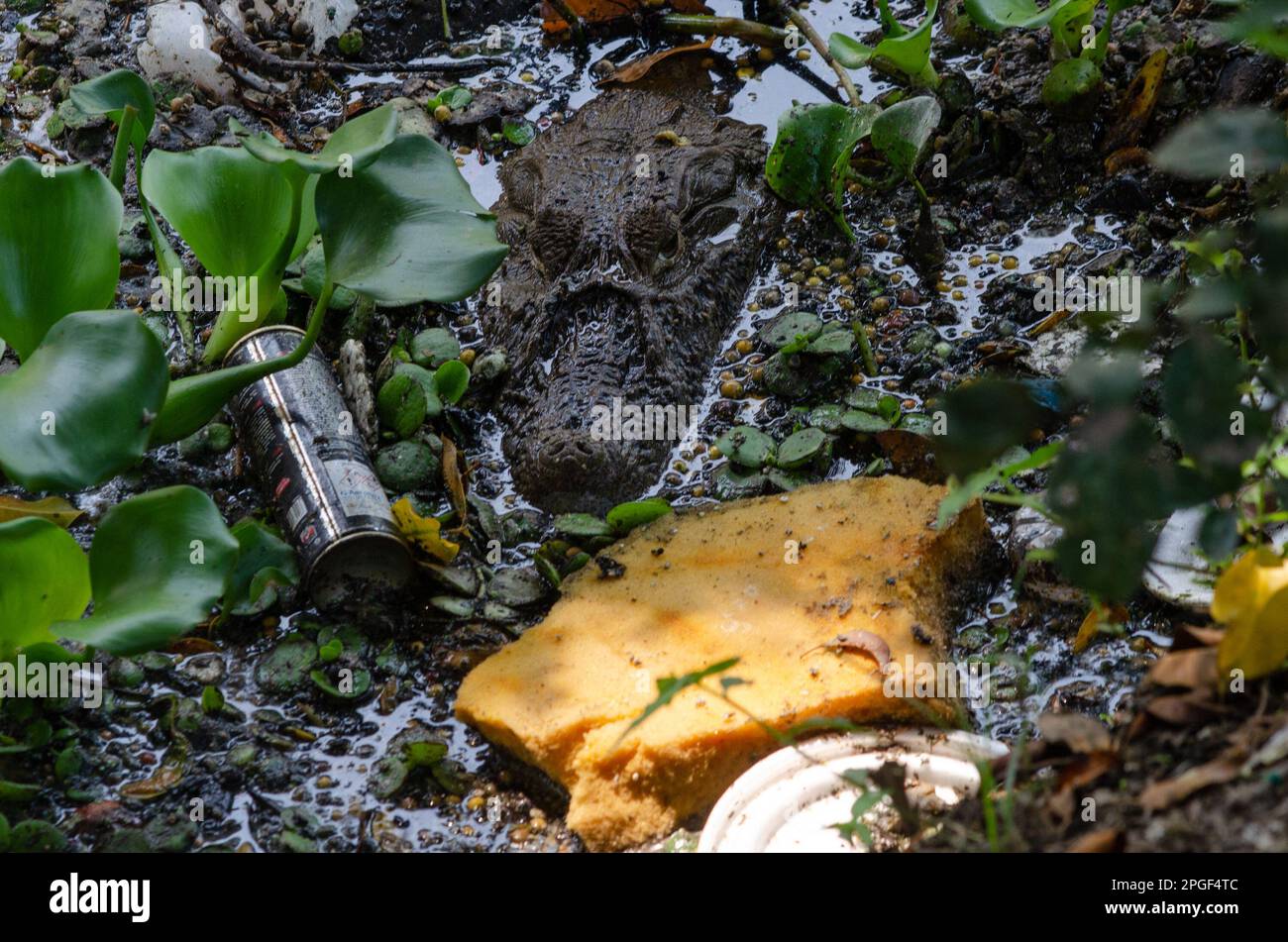 Rio De Janeiro, Brazil. 22nd Mar, 2023. Crocodile caimans swim through ...