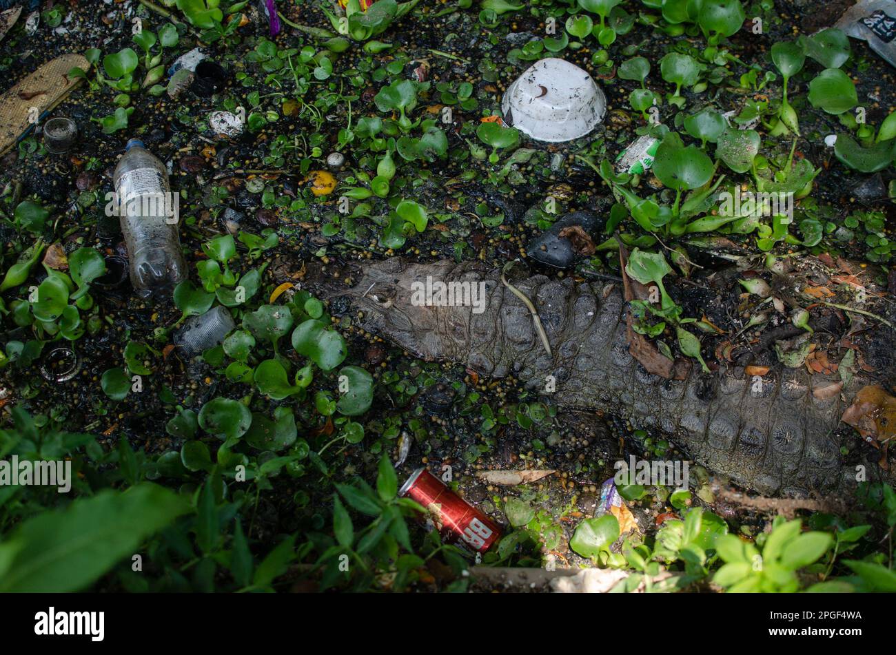 Rio De Janeiro, Brazil. 22nd Mar, 2023. Crocodile caimans swim through ...