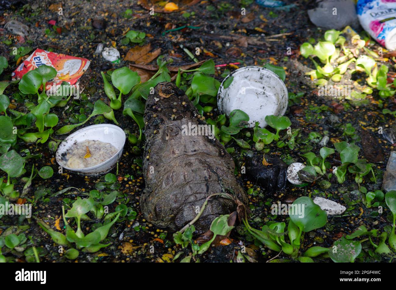 Rio De Janeiro, Brazil. 22nd Mar, 2023. Crocodile caimans swim through ...
