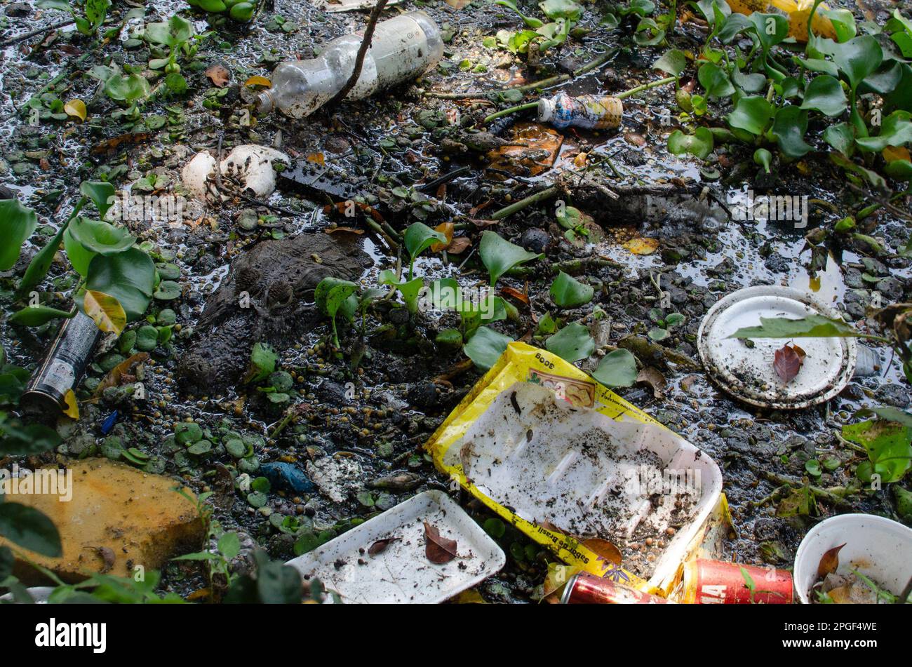 Rio De Janeiro, Brazil. 22nd Mar, 2023. A crocodile caiman swims ...