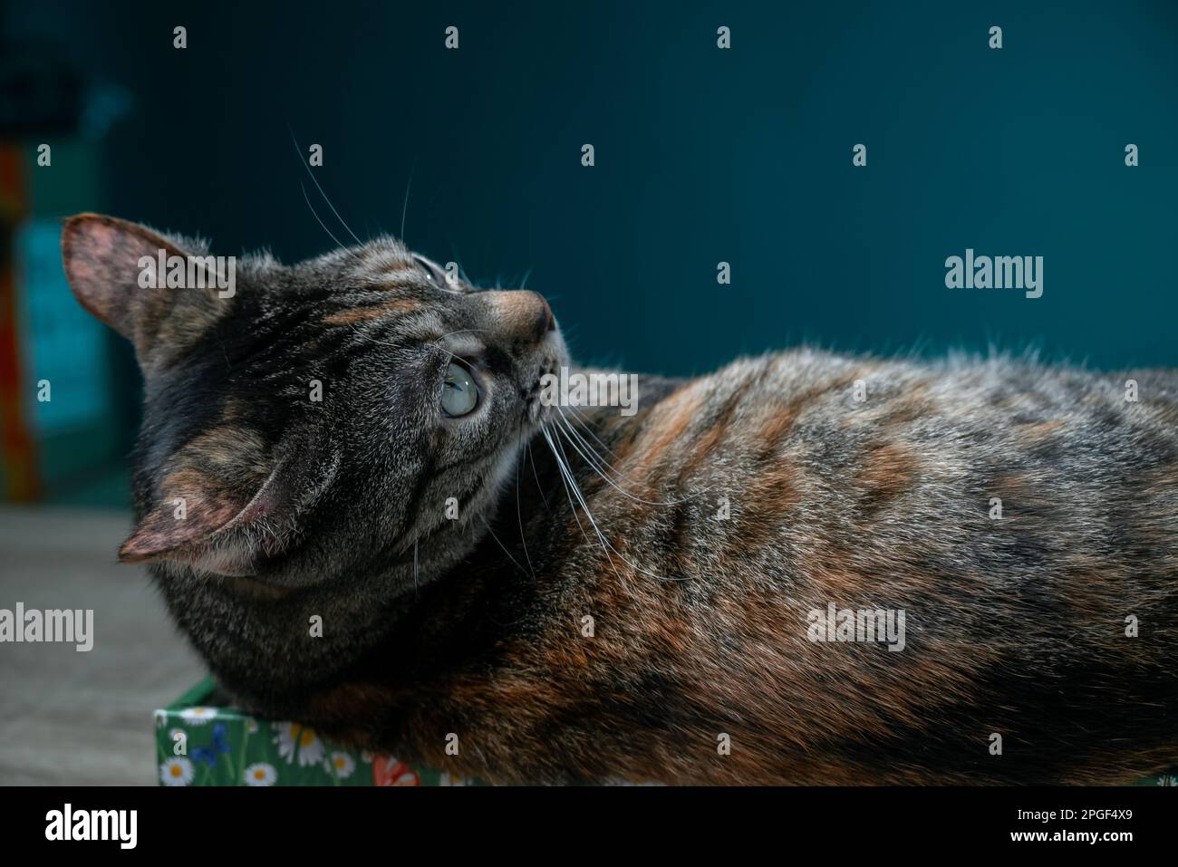 Tabby Cat Lies On Floor Cat Scratcher From Cardboard. Anti-Stress For ...
