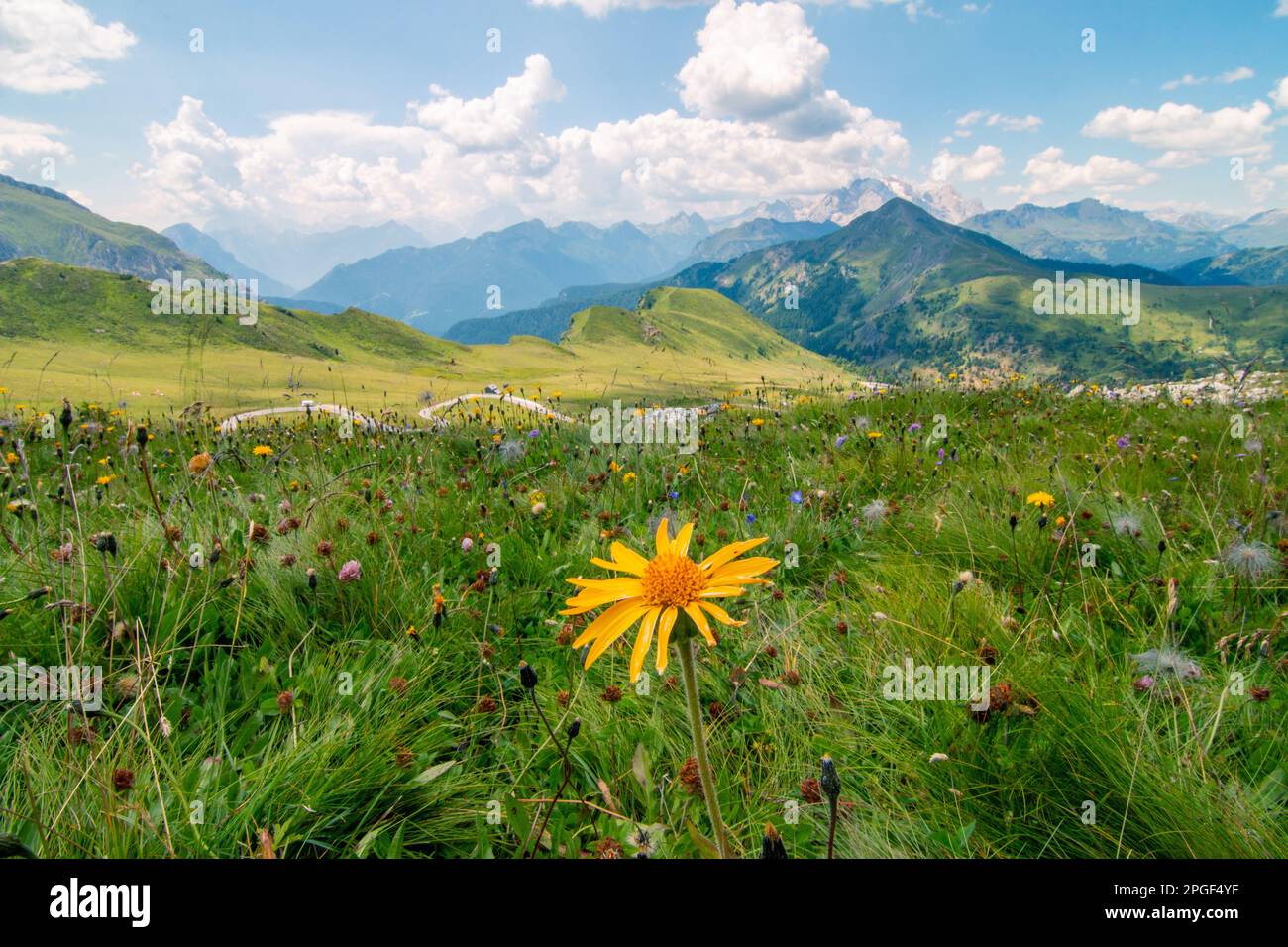 Typical landscape of the alps with beautiful yellow flower in vast ...