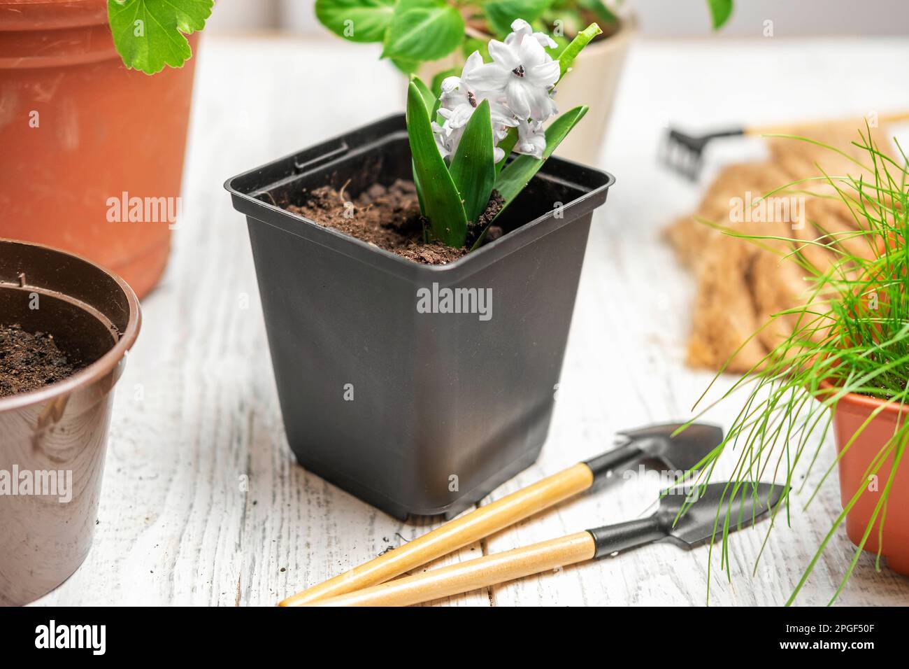 Repotting Houseplants Front View. Top View of Garden Tools, Sprout of ...