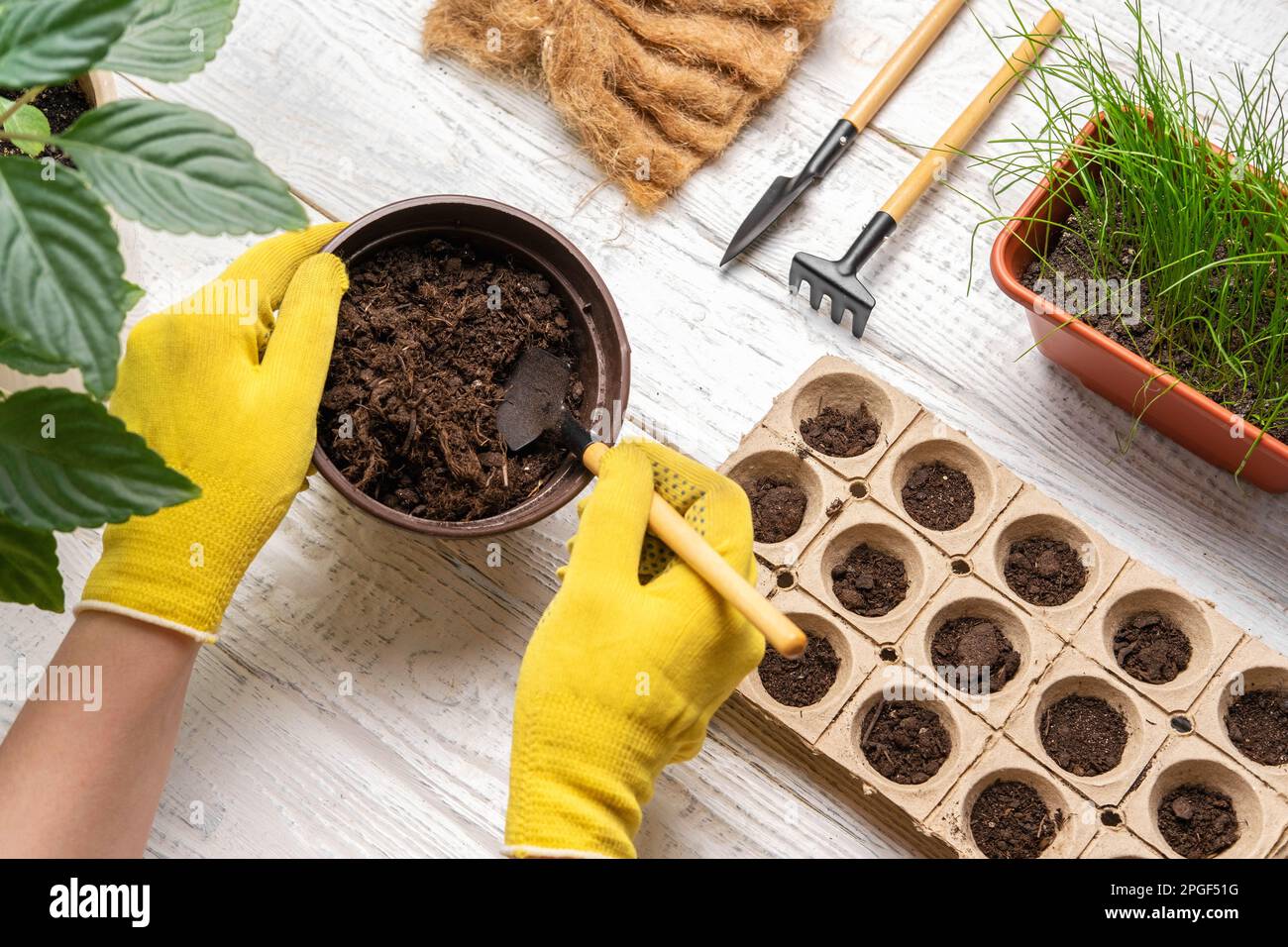 Gardener planting flowers. Female Hands Working with Soil, Natural ...