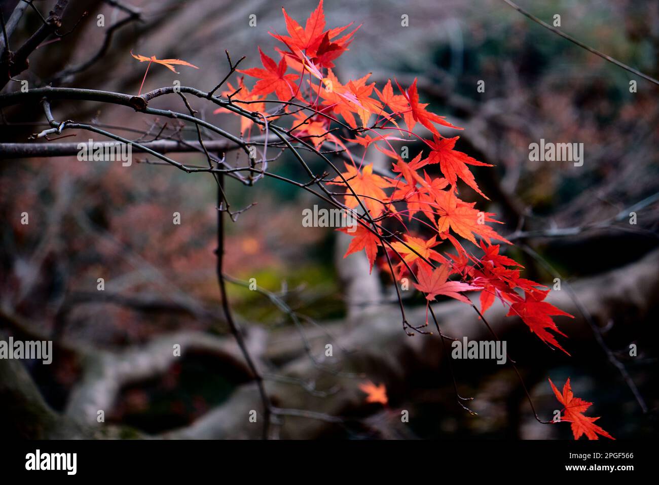 Dark red japanese maple tree hi-res stock photography and images - Alamy