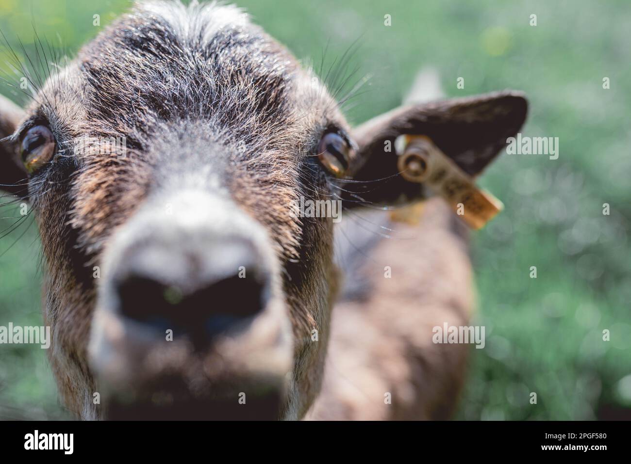 brown shorthair goat with tag in ear close up looking directly into ...