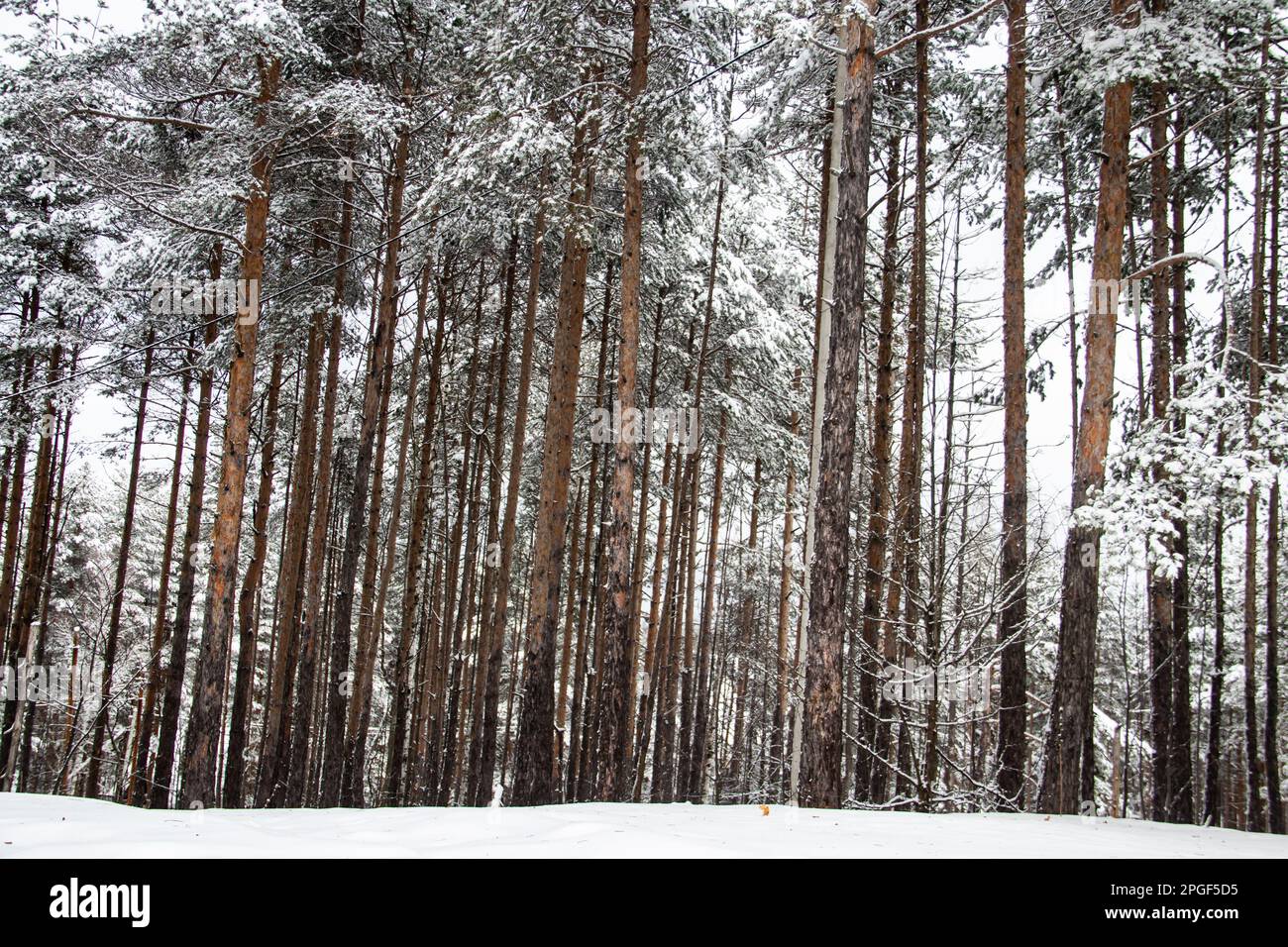 Mountains forest trees under the snow and bad weather conditions Stock ...