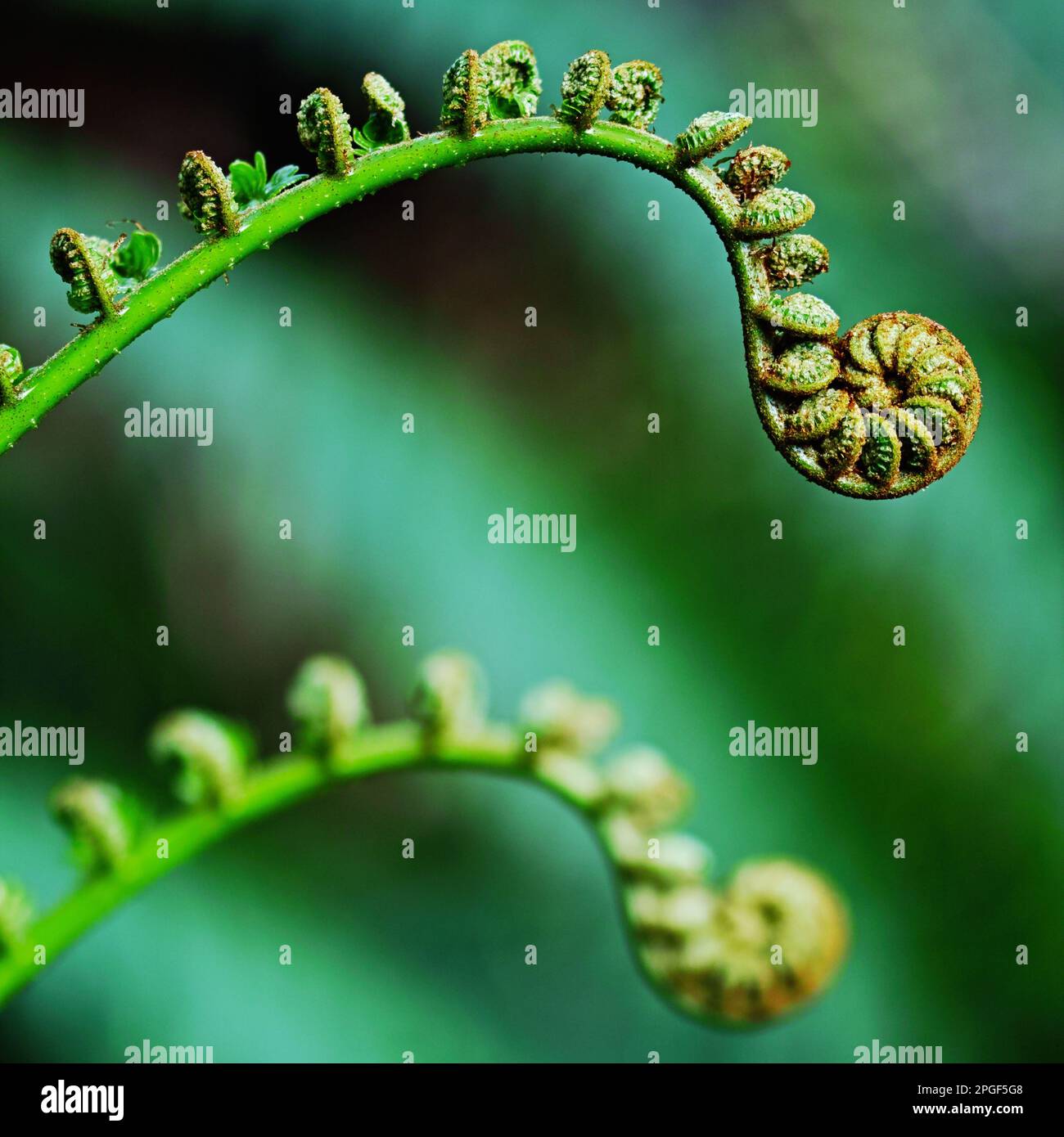 Fern green buds isolated with a blurred green background and a shallow ...
