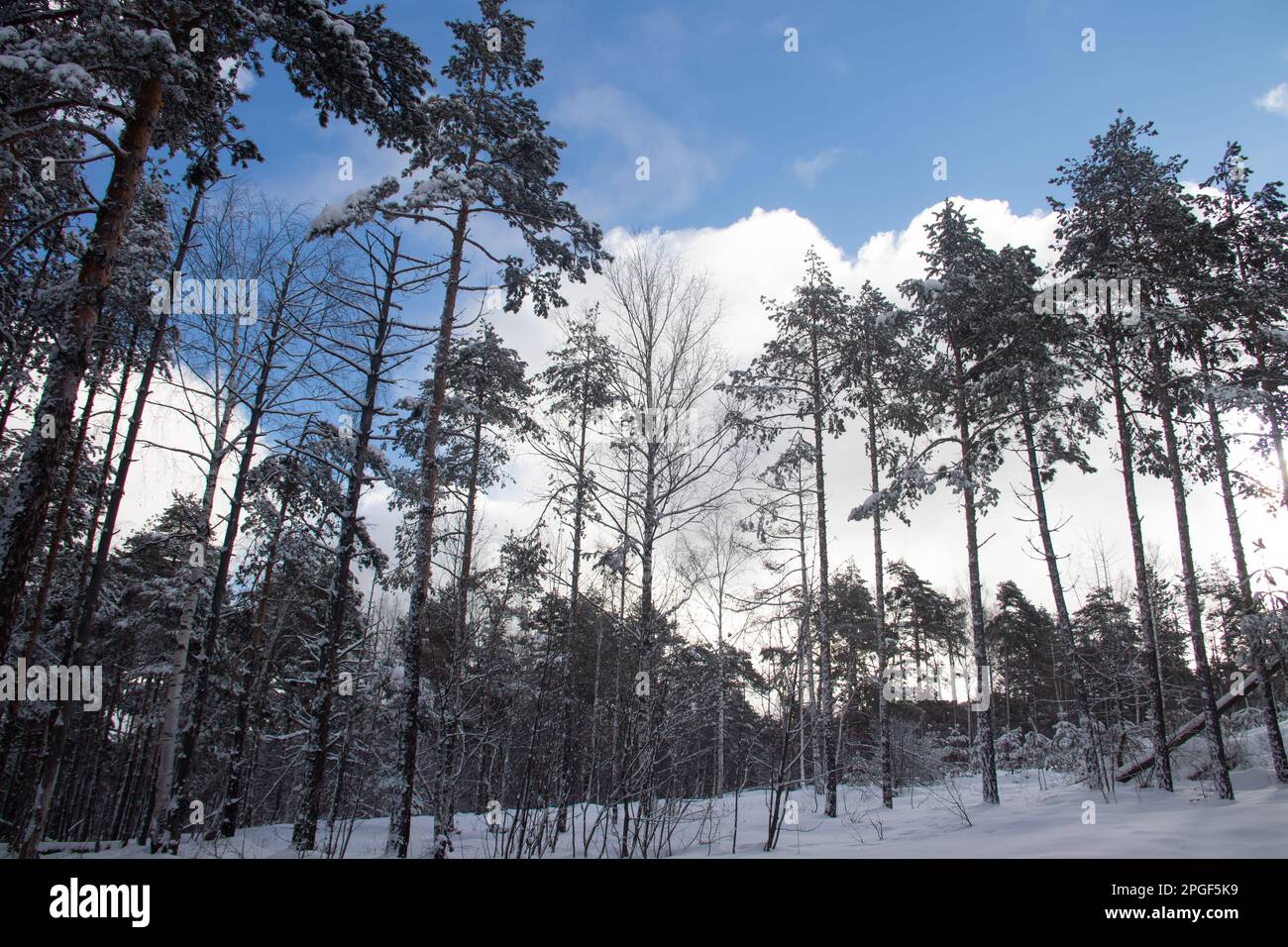 Mountains forest trees under the snow and bad weather conditions Stock ...